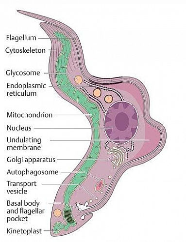 Trypanosoma brucei gambiense and rhodesiense: Life cycle, Structure and Characteristics