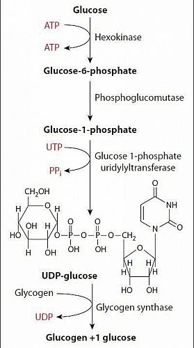 Glycogenesis Pathway, Definition, Glycogen Synthesis Steps, Cycle and Enzymes