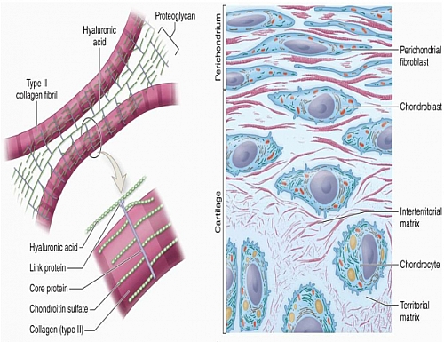 Cartilage Tissue Types Functions Structure Diagram Cartilage Tissue Types Functions Structure Diagram