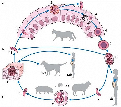 Toxoplasma gondii Life cycle, Morphology, Mode of transmission ...