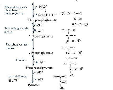 Glycolysis Pathway, Glycolysis Definition,Glycolysis Steps, Cycle and ...