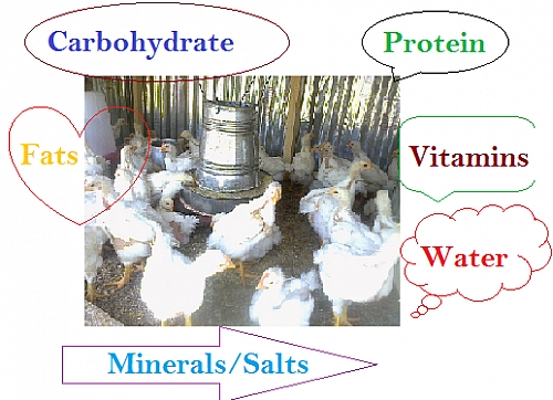 Poultry Feed Ingredients and Additives for composition of Feeds