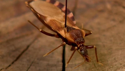 Chagas disease Symptoms, Prevention, Transmission, Diagnosis and Treatment