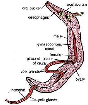 Schistosoma Haematobium Life cycle, Egg, Morphology, Symptoms and Treatment