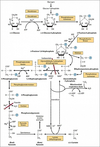 Glycolysis Pathway, Glycolysis Definition,Glycolysis Steps, Cycle and ...