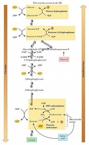 Gluconeogenesis Pathway, Definition, Gluconeogenesis Steps, Cycle and ...