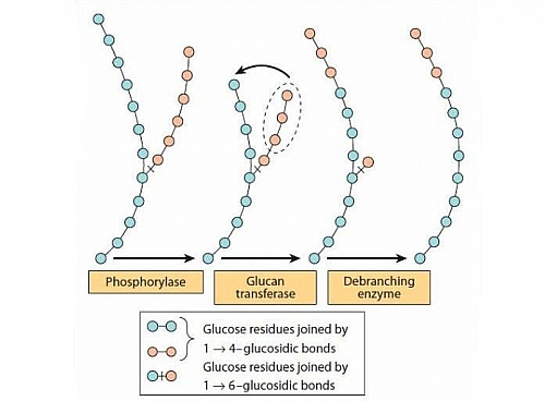 Glycogenolysis Definition and Meaning | Glycogen Breakdown Pathway and ...