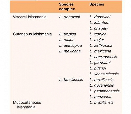 Leishmaniasis Symptoms, Types, Leishmania Life cycle, Leishmanin Test ...