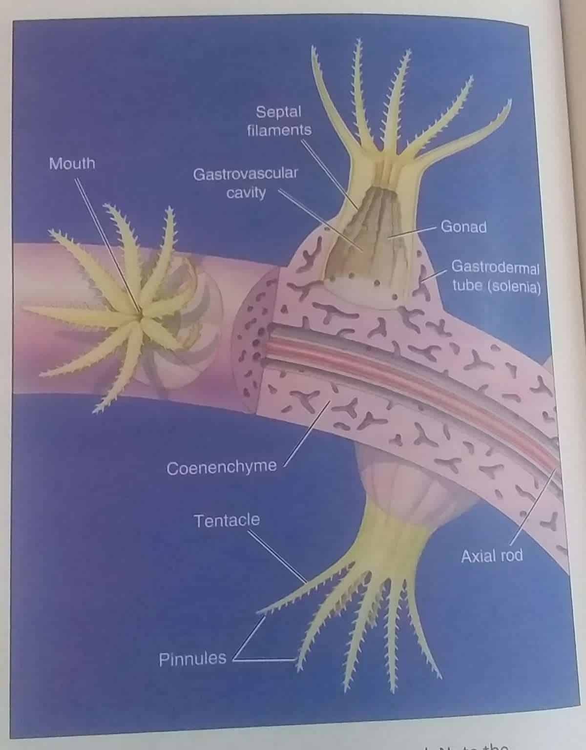 What are Corals? Animal Types, Polyps and Coral Bleaching