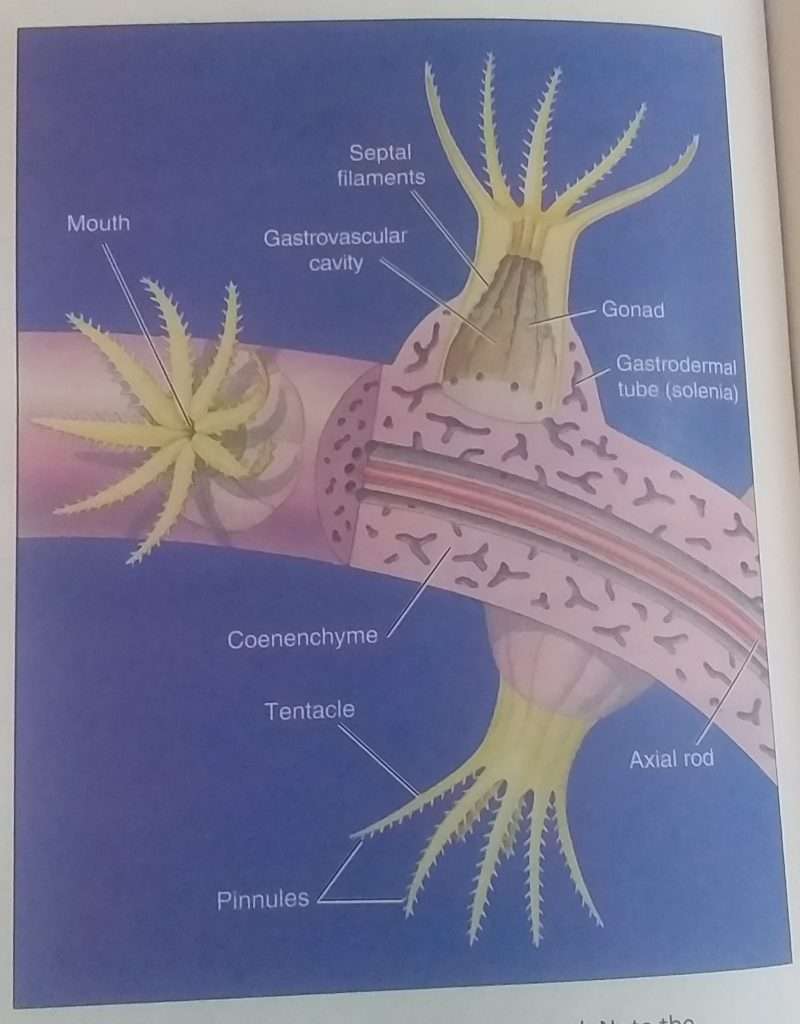 What are Corals? Animal Types, Polyps and Coral Bleaching