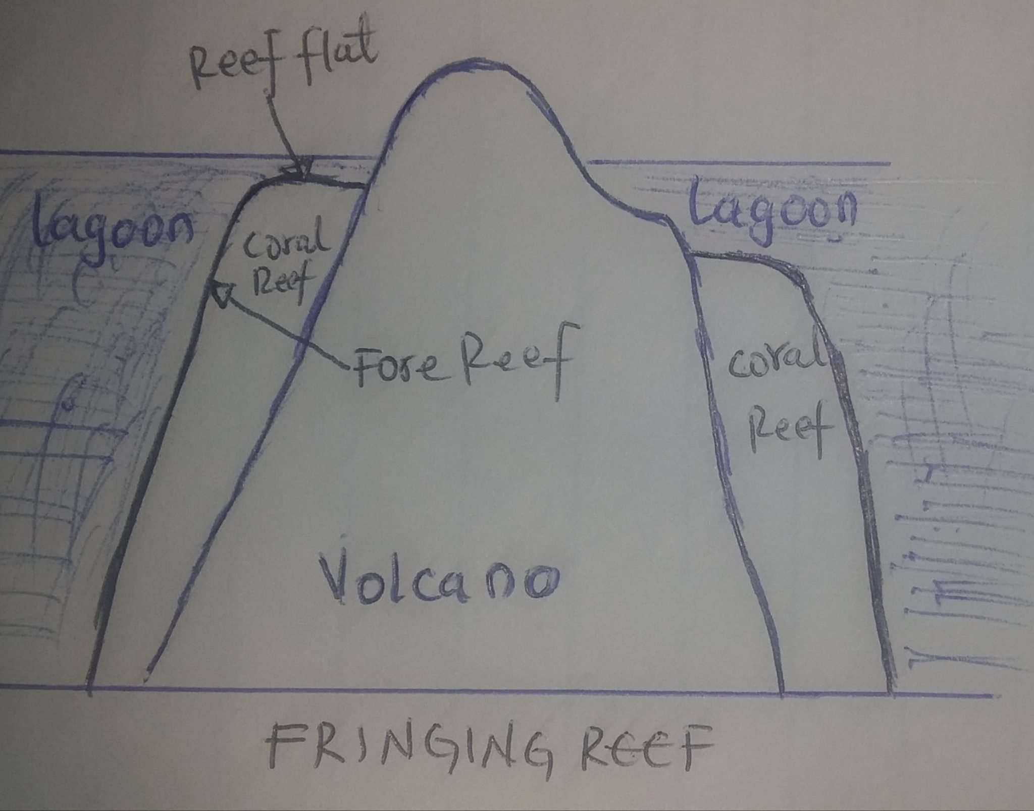 Coral reefs in the ocean: What are coral reefs in Ecology?
