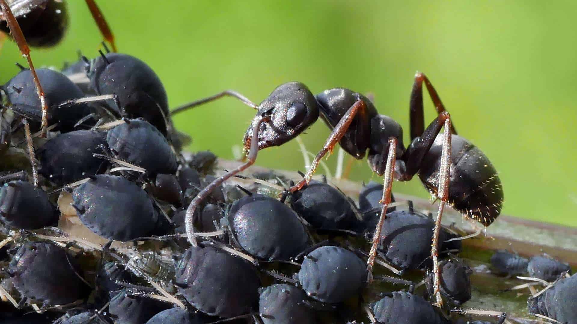 Plant Aphids as Animals: Life Cycle, Types, Control and Prevention ...