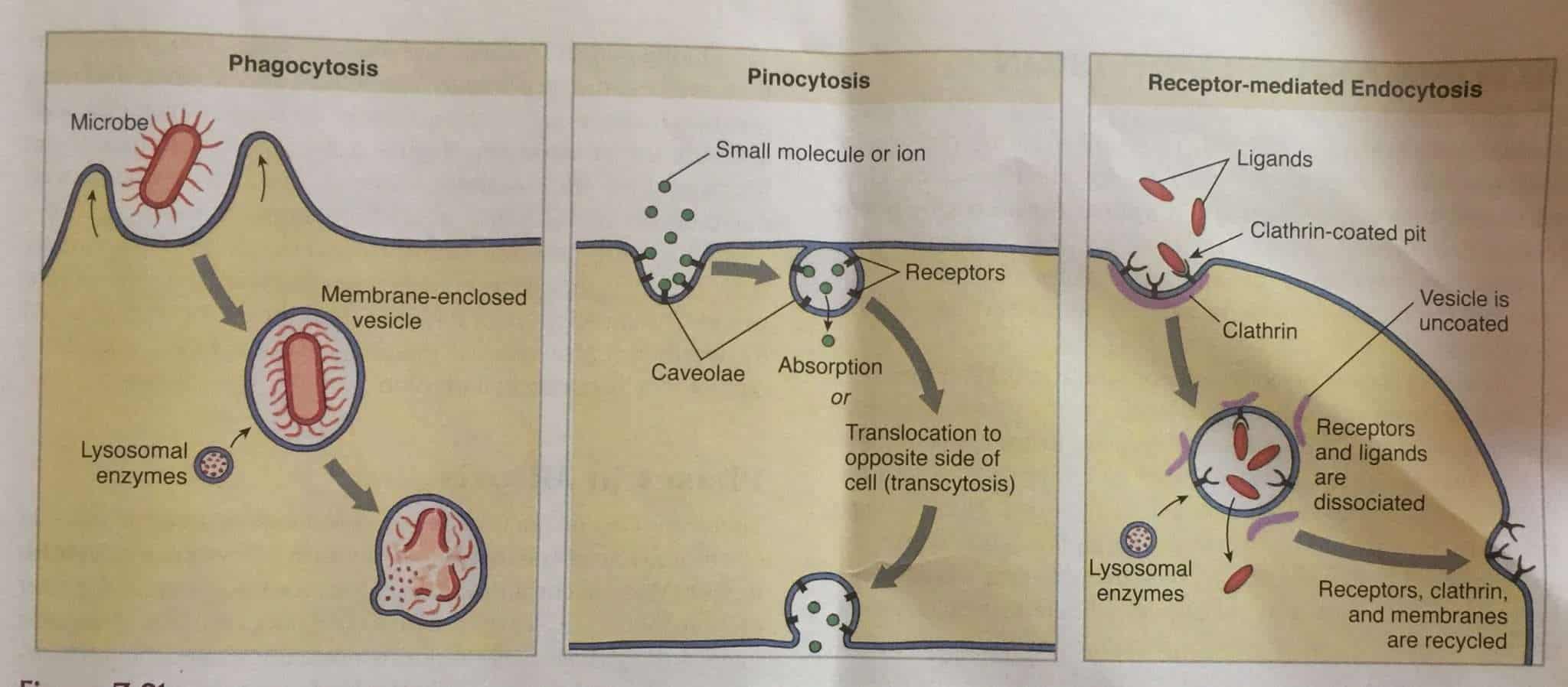 Cell Membrane Functions, Structure and Diagram