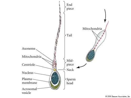 Centriole Functions and Structure in Plant and Animal Cells