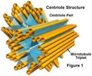 Centriole Functions and Structure in Plant and Animal Cells