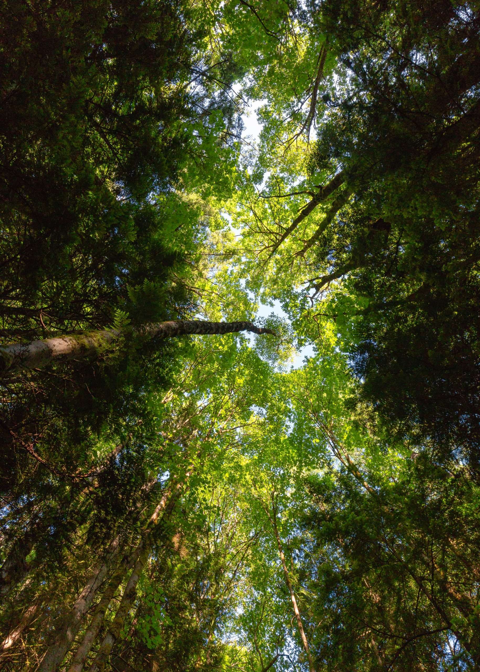 Ecosystem in Ecology: Examples, Services, Biotic and Abiotic Factors