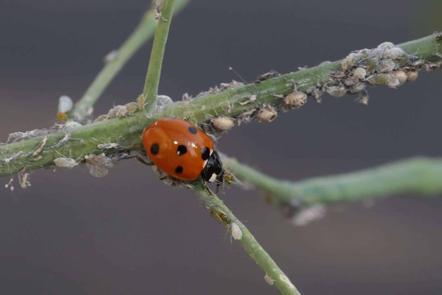 Plant Aphids as Animals: Life Cycle, Types, Control and Prevention ...