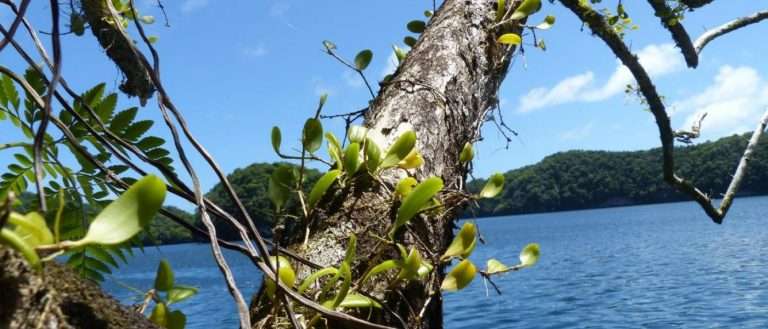Symbiotic Relationships: Types and Examples of Symbiosis - Jotscroll