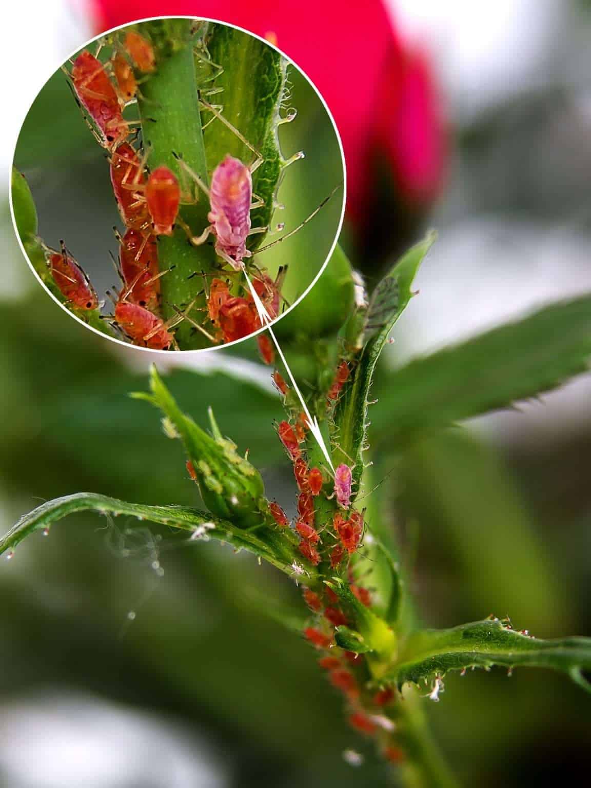 Plant Aphids as Animals: Life Cycle, Types, Control and Prevention ...