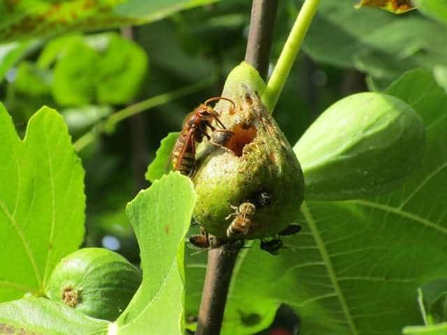 Symbiotic Relationships: Types and Examples of Symbiosis - Jotscroll