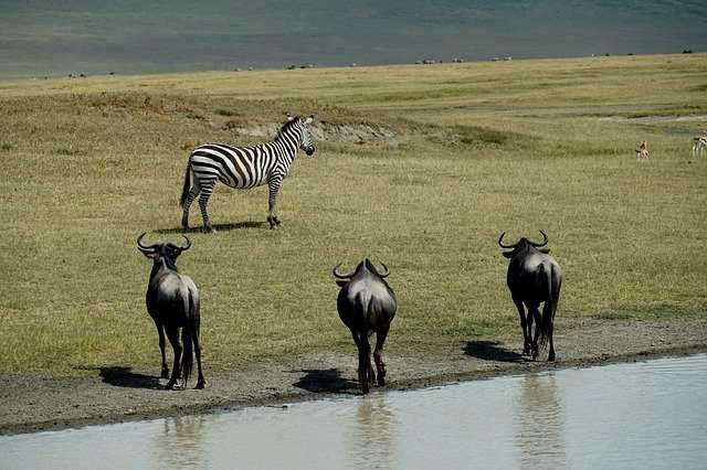 Mutualism examples, definition & types of mutualistic relationship ...