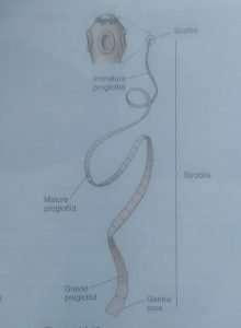 Tapeworm in Humans Symptoms, Signs, Treatment and Diagram - Jotscroll
