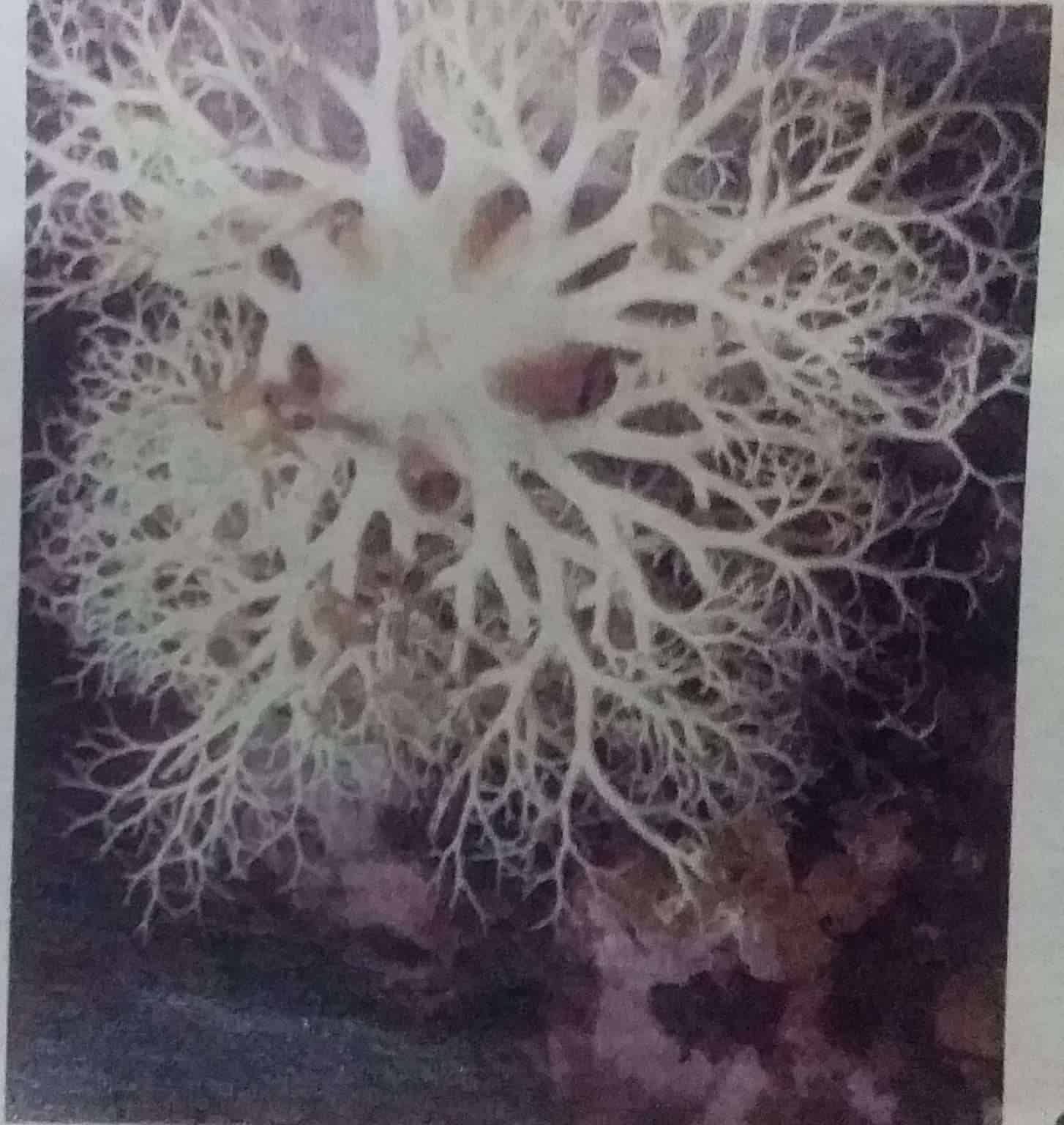 Echinoderms Animals Examples | Echinodermata Characteristics