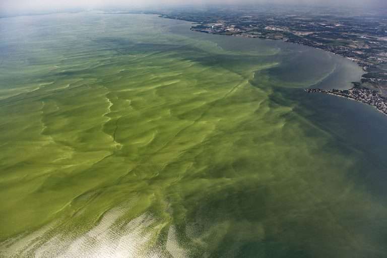 Eutrophication in Ecology Definition, Causes, and Examples