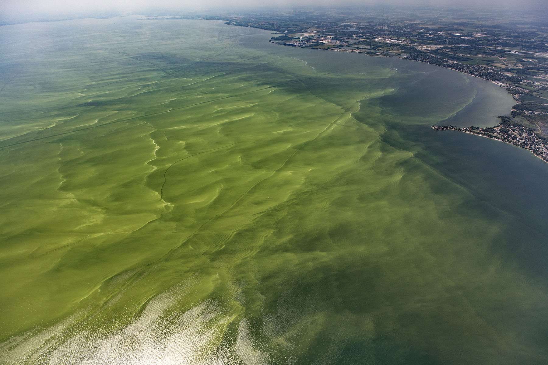 Eutrophication in Ecology Definition, Causes, and Examples