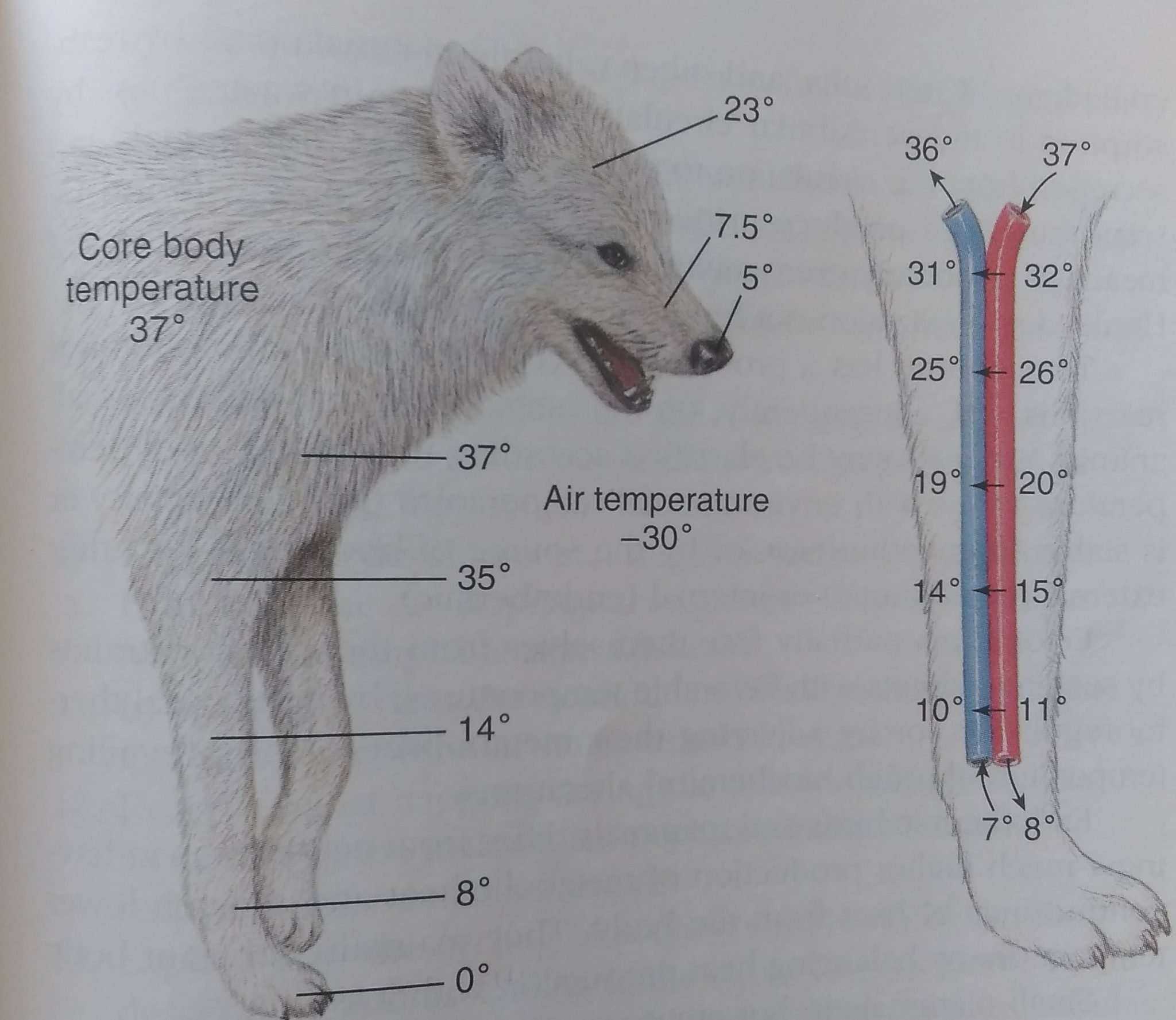 Endothermy in Endotherms: Examples of Endothermic animals - Jotscroll