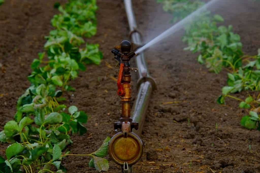 Sprinkler Systems in Irrigation / Watering Sprinklers for Lawns - Jotscroll