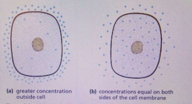 What is diffusion in a cell in biology? Diffusion examples