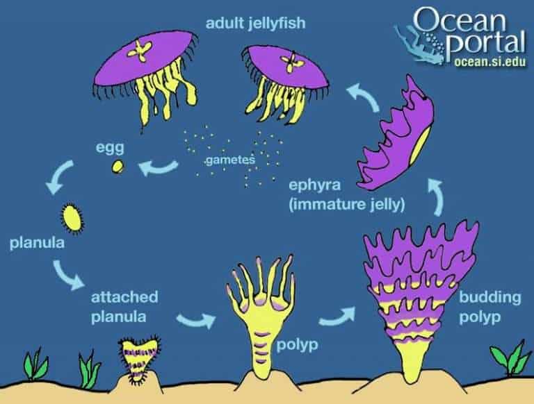Jellyfish Animal Types, Anatomy, Lifespan, Sting and Facts - Jotscroll