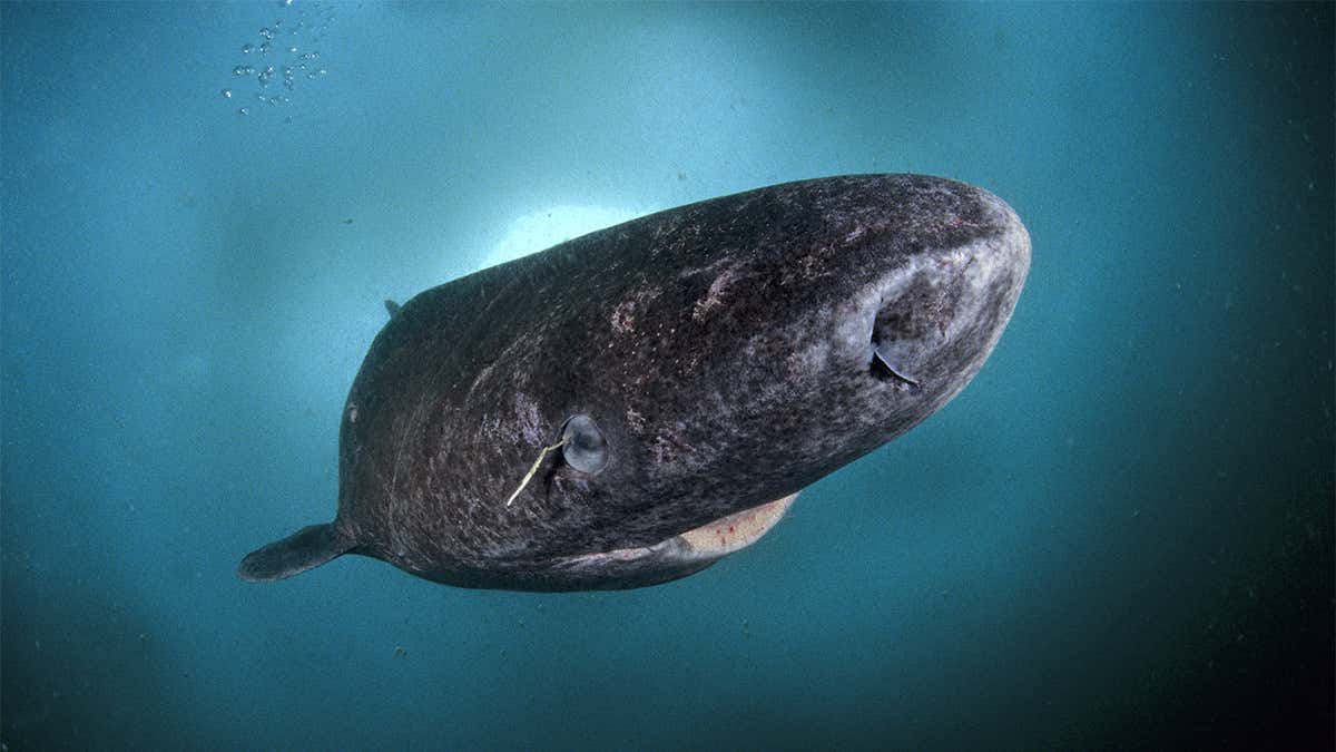 The Arctic Animals with Pictures - Jotscroll