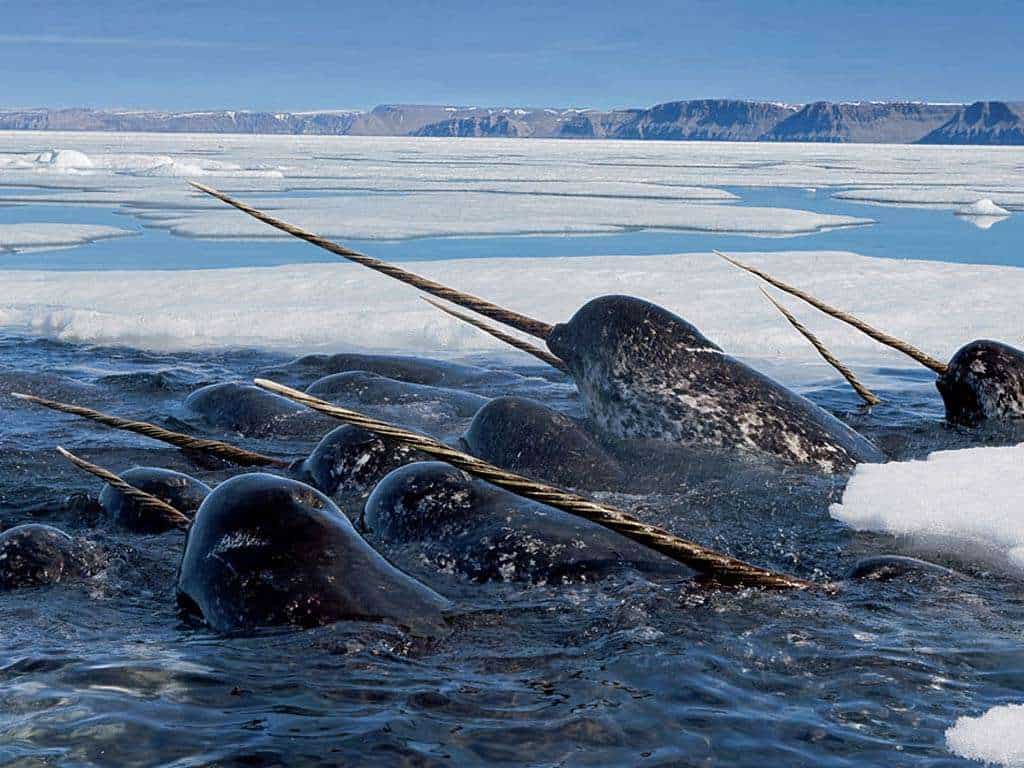 The Arctic Animals with Pictures - Jotscroll