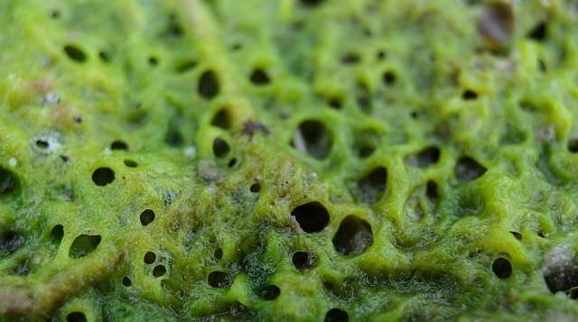 Protist in Microbiology Examples and Characteristics of Protista Kingdom