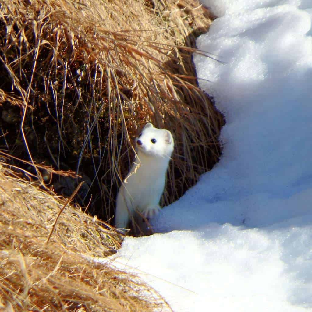 The Arctic Animals with Pictures - Jotscroll