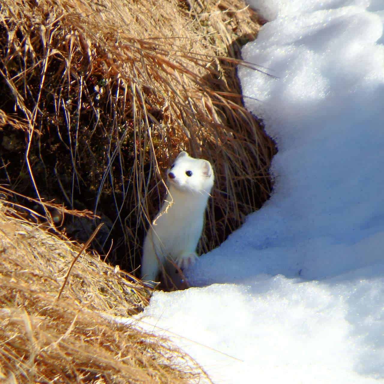 The Arctic Animals with Pictures - Jotscroll