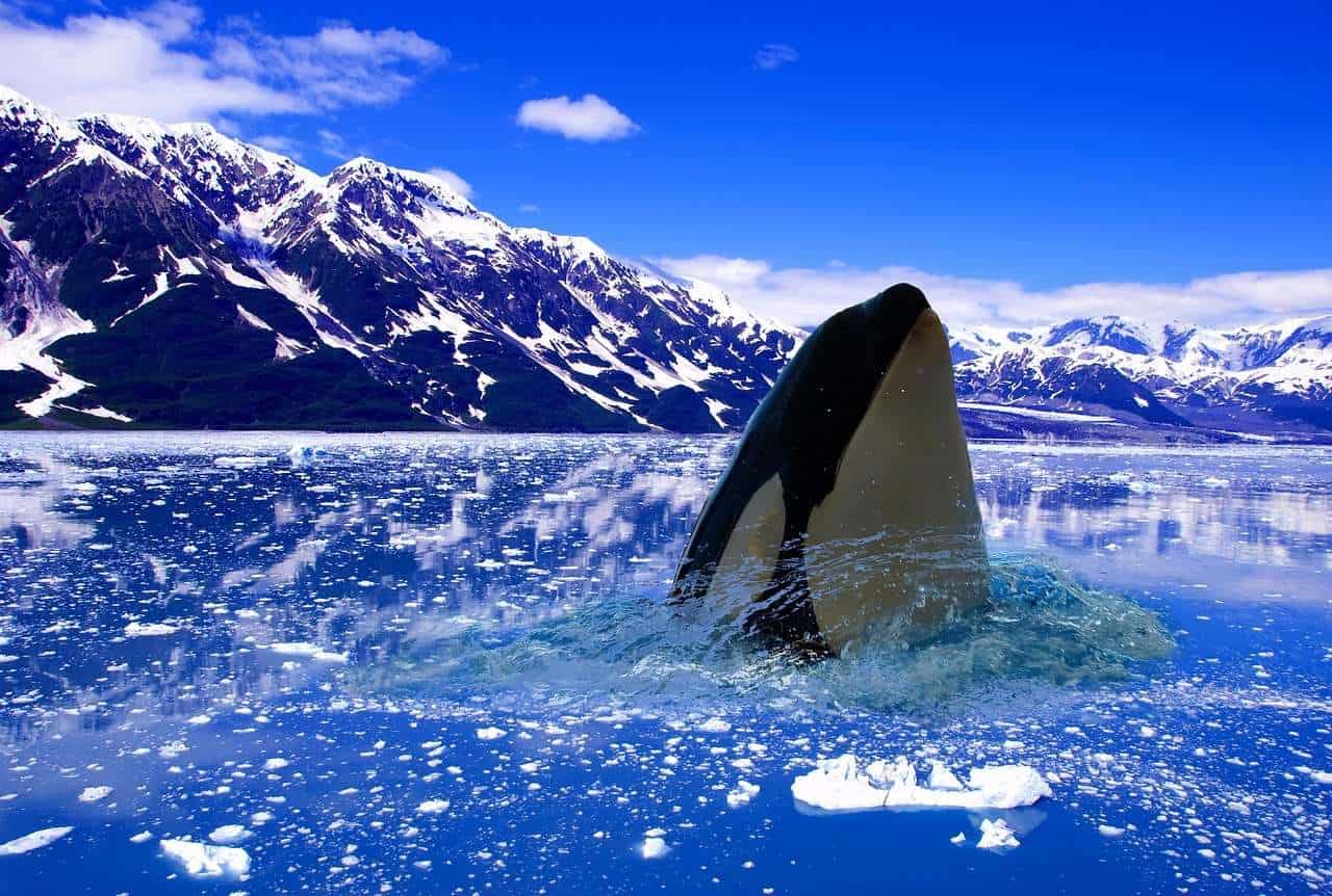 The Arctic Animals with Pictures - Jotscroll