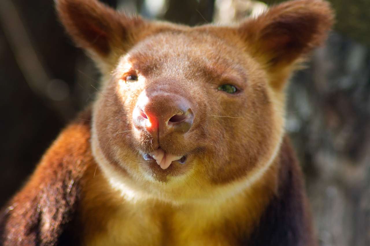 Tropical Rainforest Animals: list of 30 animals of the rainforest ...