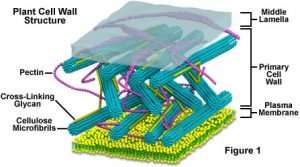 Cell Wall Function, Structure and Diagram