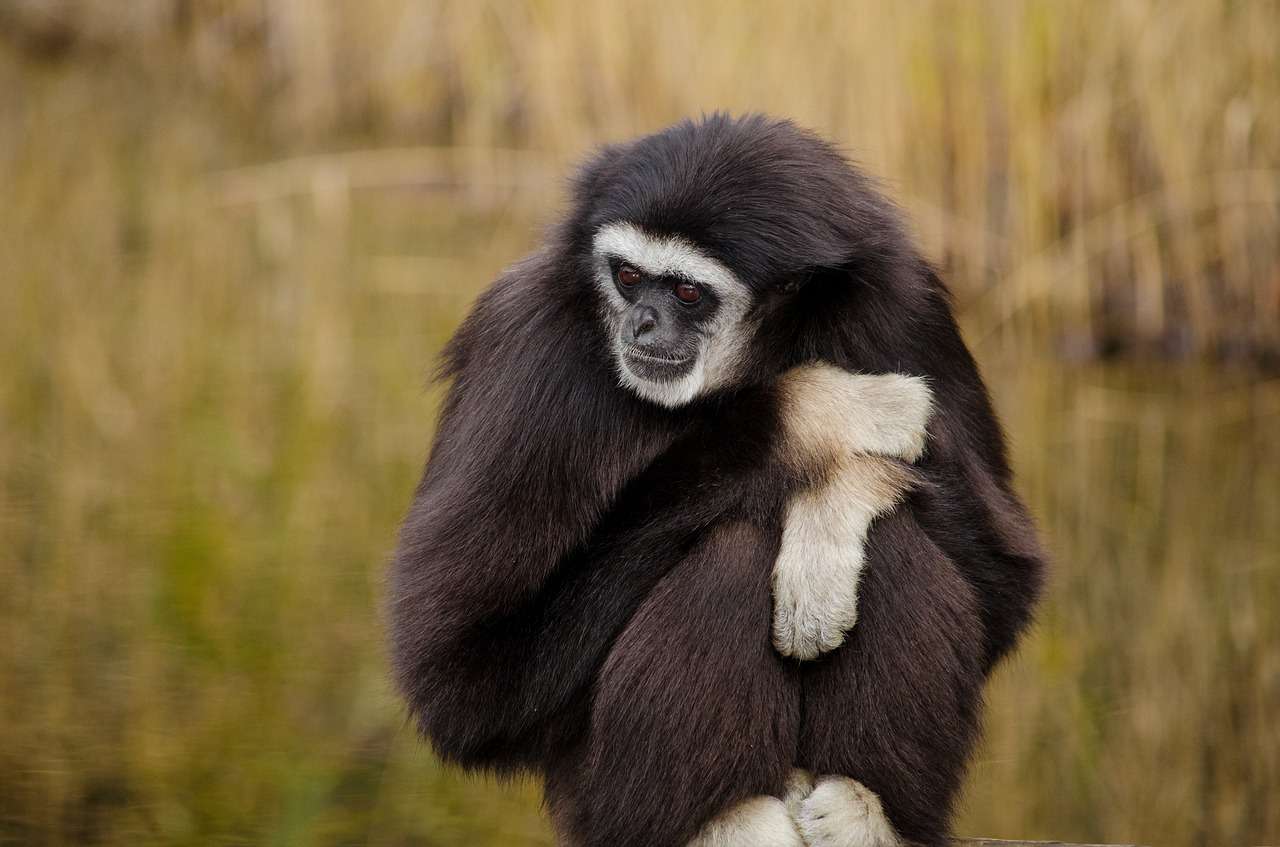 Tropical Rainforest Animals: list of 30 animals of the rainforest ...
