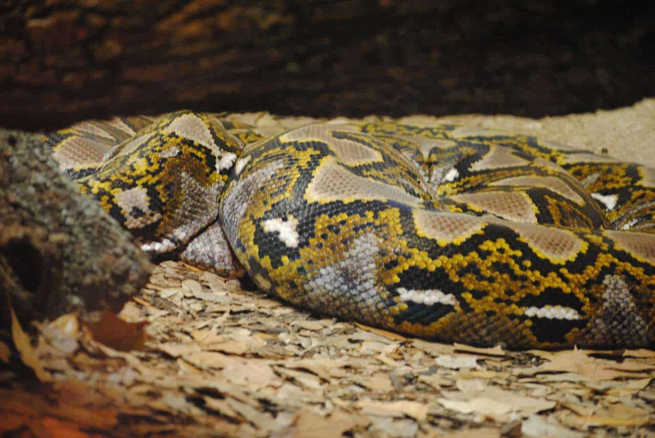 Tropical Rainforest Animals: list of 30 animals of the rainforest ...