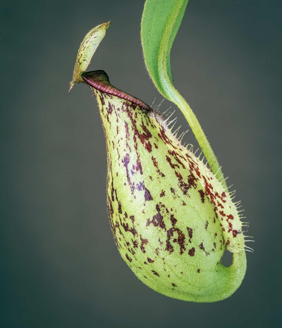 Plants that eat bugs: types of carnivorous plants - Jotscroll