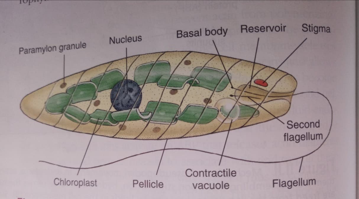 Euglena in microbiology movement, characteristics, and structure