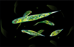 Euglena in microbiology movement, characteristics, and structure