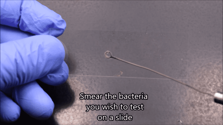 Gram stain procedure: gram staining steps and results in microbiology