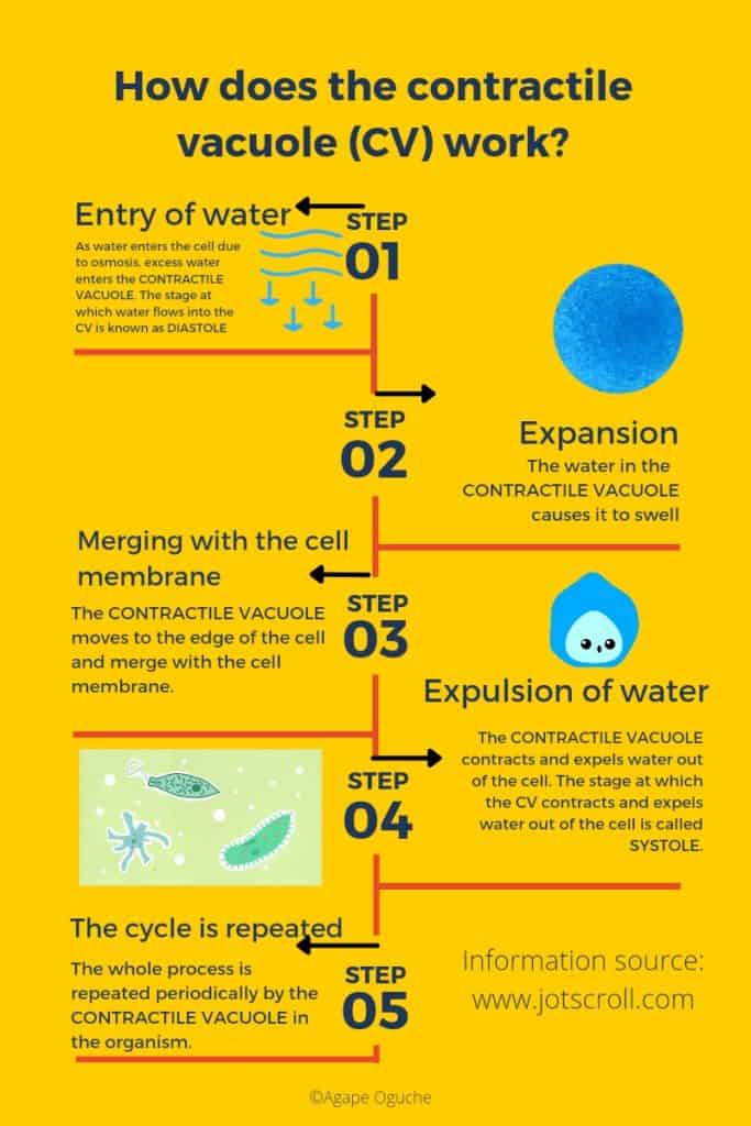 Contractile vacuole in a cell - function, diagram, and structure
