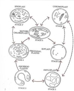 Plastids in a cell - function, types, structure and meaning