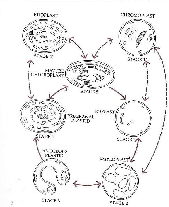Plastids In A Cell Function Types Structure And Meaning